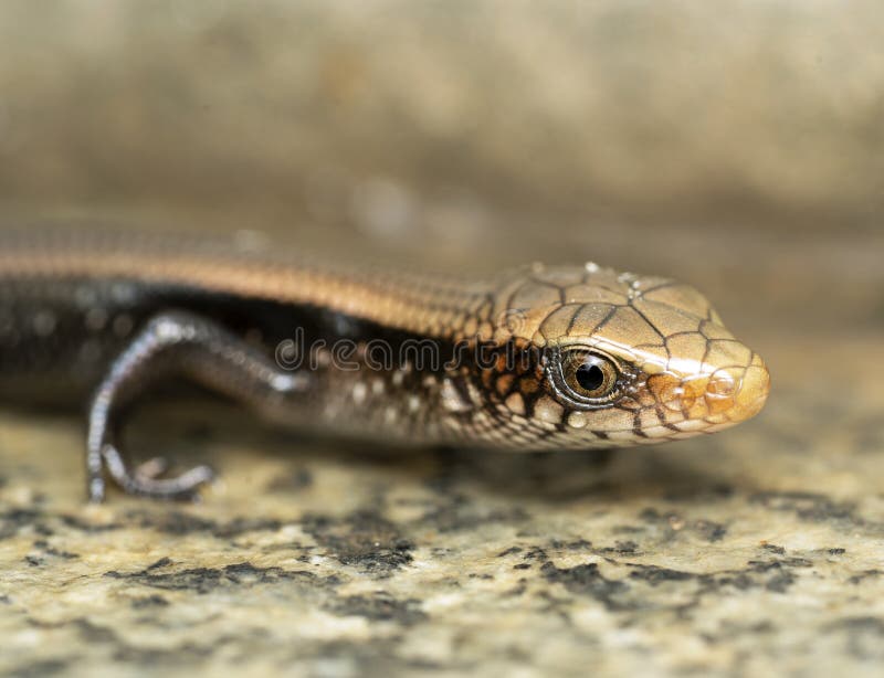 Crying Lizard with Tears on Eye Stock Photo - Image of wildlife, crying ...