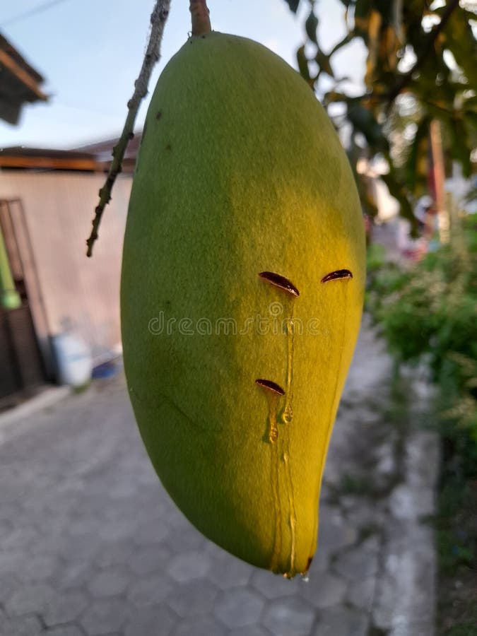 Crying Mango stock photo. Image of sunlight, nature - 231922808