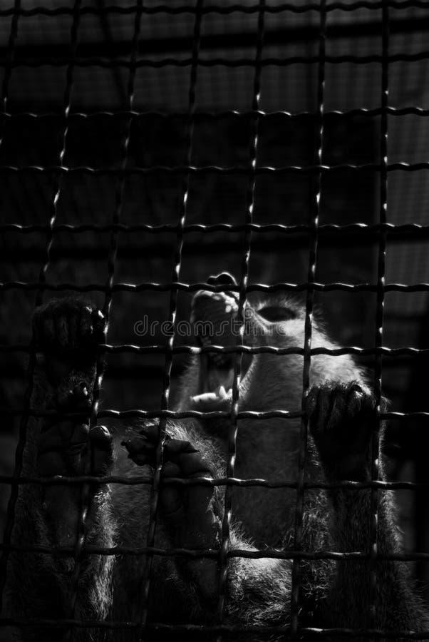 Sad crying monkey in cage stock image. Image of environment - 37947319