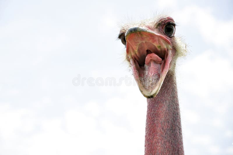 Crying ostrich stock image. Image of ostrich, leaf, opened - 26131791