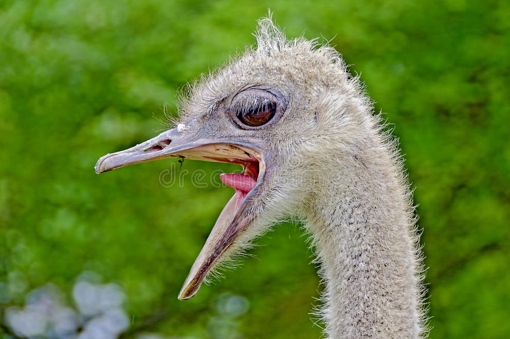 A crying ostrich stock photo. Image of ratite, anger - 35012136