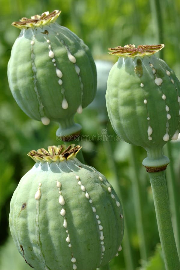 Crying poppy head stock image. Image of crying, nature - 10055277