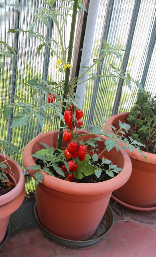 Crying of a red tomato stock photo. Image of bunch, urban - 120725846