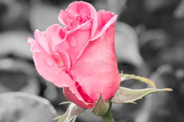 Crying rose stock image. Image of detail, black, flower - 15678323