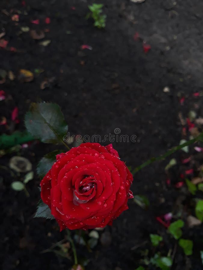 364 Crying Rose Stock Photos - Free & Royalty-Free Stock Photos from ...