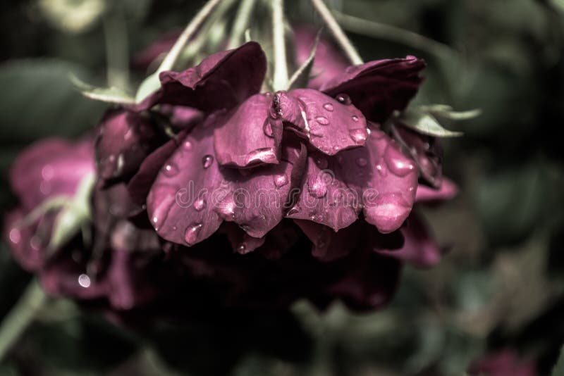Crying rose stock image. Image of nikon, crying, flower - 60311549