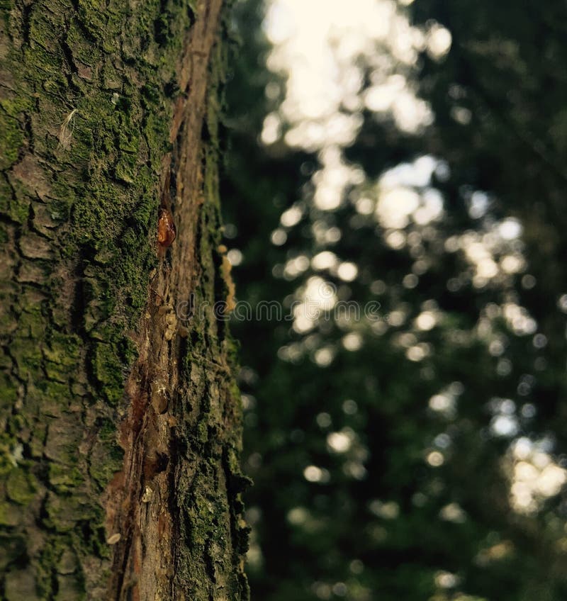Crying stem stock photo. Image of stem, tree, focus - 107527604