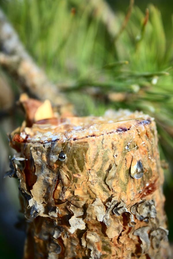 Crying stump stock photo. Image of rough, felled, forestry - 5033990