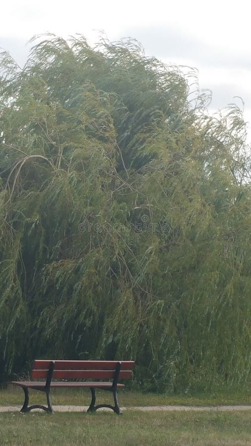 Crying tree stock photo. Image of bench, crying, park - 163943418
