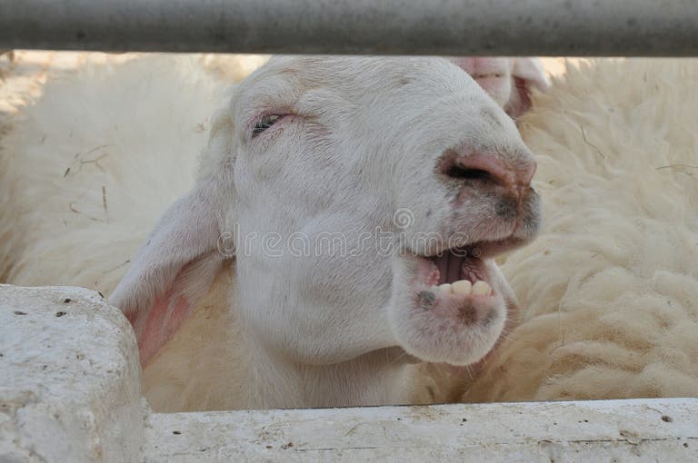 Crying White sheep stock image. Image of farm, white - 74371705