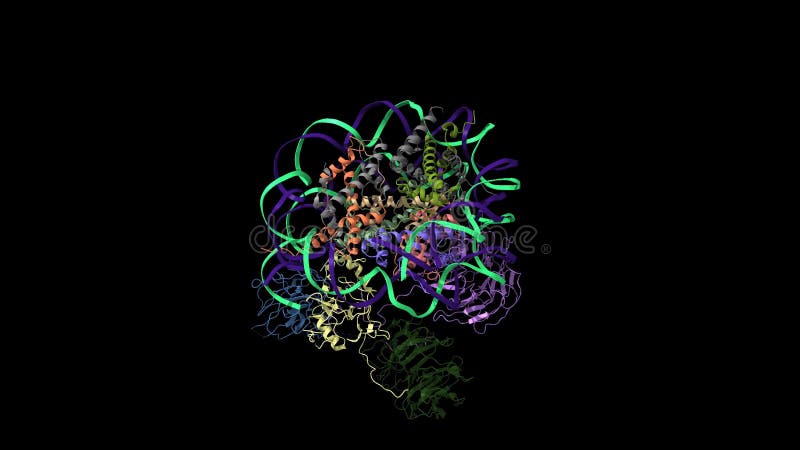 Cryo-EM Structure of Human MLL1-NCP Complex, Binding Modes 1-2 Stock ...