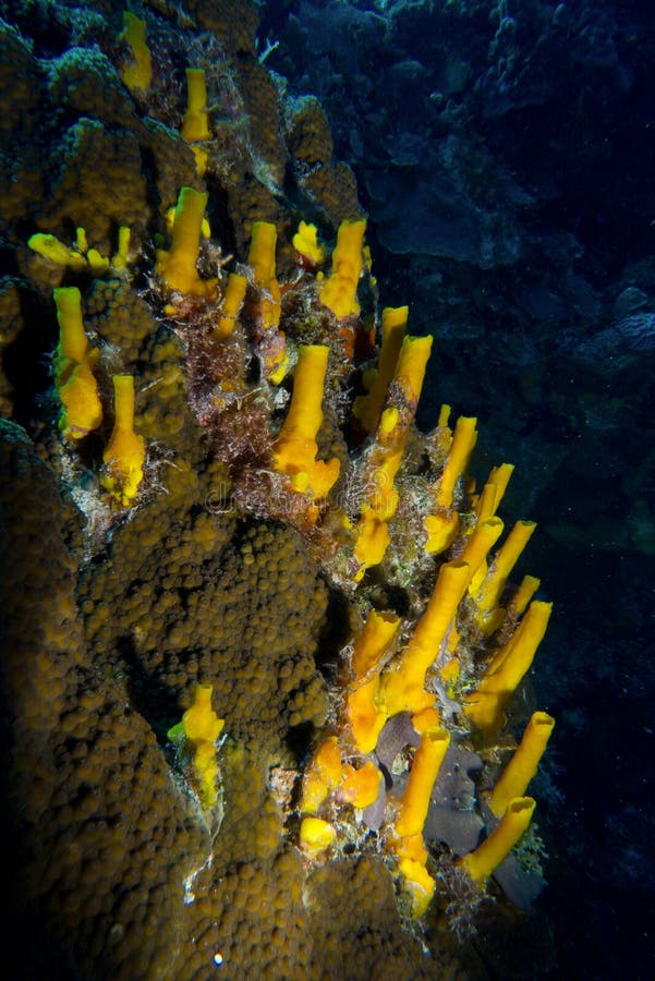 Cryptic boring sponges stock image. Image of caribbean - 34844143