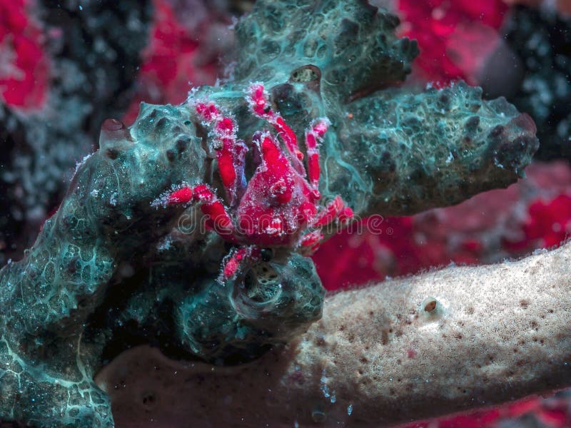 Cryptic Teardrop Crab stock image. Image of fish, diving - 199069507