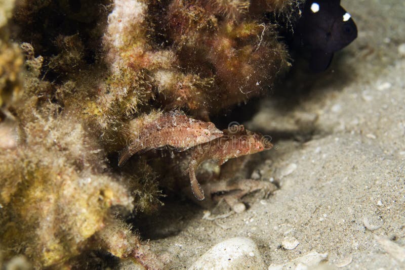 Cryptic Wrasse Stock Photos - Free & Royalty-Free Stock Photos from ...