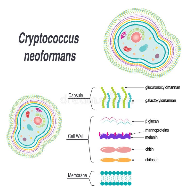 Cryptococcus Neoformans Membrane, Cell Wall, and Capsule Diagram Stock ...