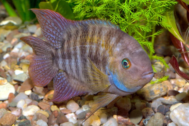 Cryptoheros stock image. Image of animal, tank, gold - 45580809