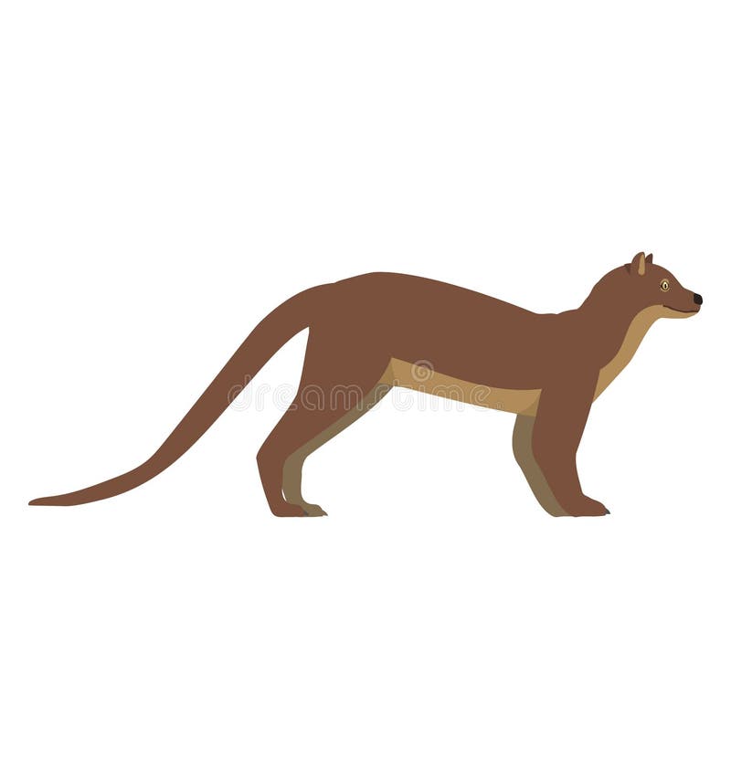 Flat Fossa Stock Illustrations – 17 Flat Fossa Stock Illustrations ... Flat Fossa Stock Illustrations – 17 Flat Fossa Stock Illustrations ...