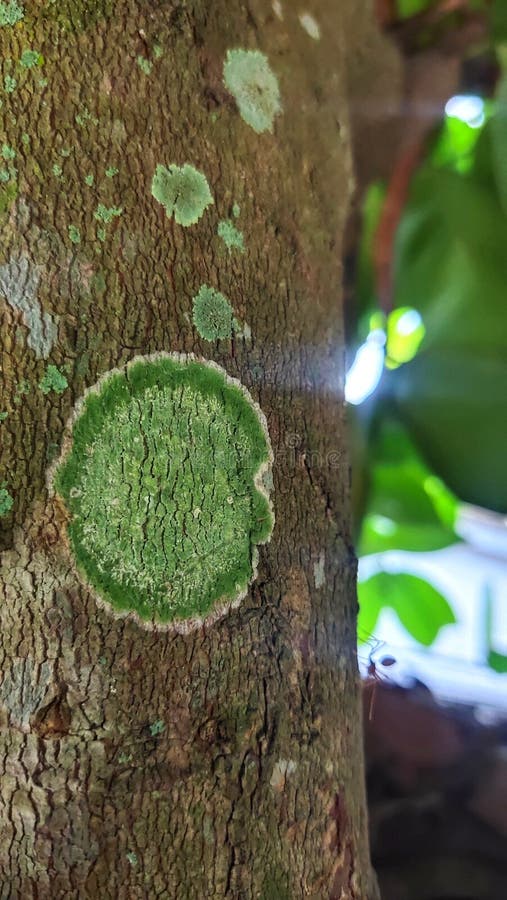 Cryptothecia on a Water Apple Stock Image - Image of forest, apple ...