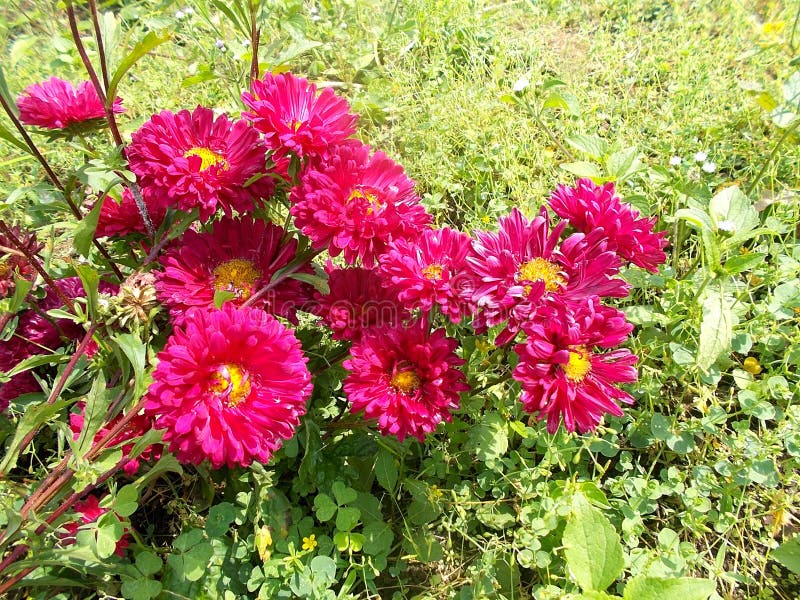 Cgrysanthemum Mums Aster Flowers, Maroon Crysanths Stock Photo - Image ...