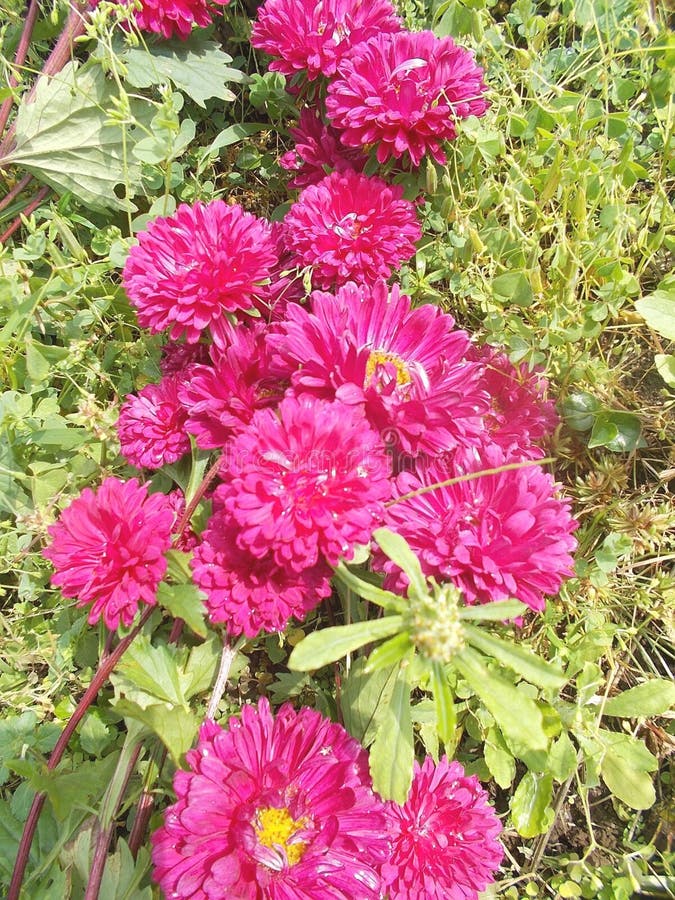 Maroon Mums Aster Flowers Close Ups Crysanthemums Stock Image - Image ...