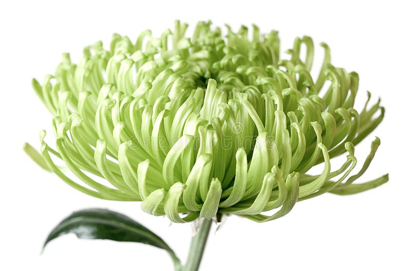 Crysantheum photo stock. Image of centrale, beauté, fleur - 13472470