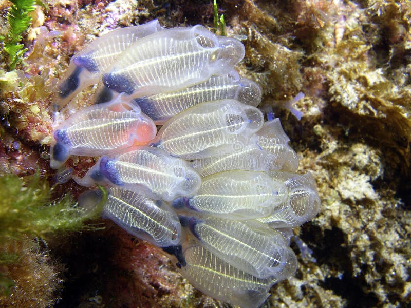 Crystal ascidia stock photo. Image of corals, beauty, ascidia - 4597636