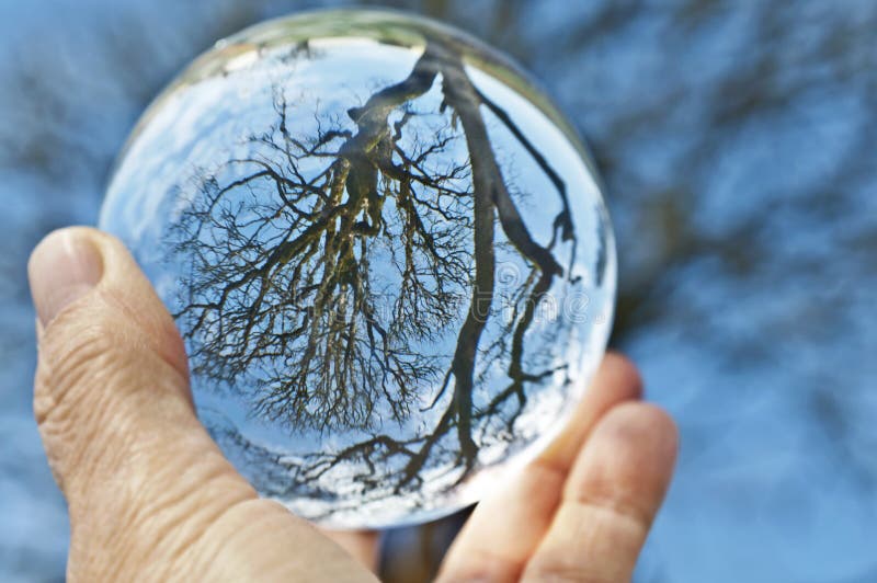 Crystal Ball Sphere Reveals Ancient Oak Tree with Branches Stock Image ...