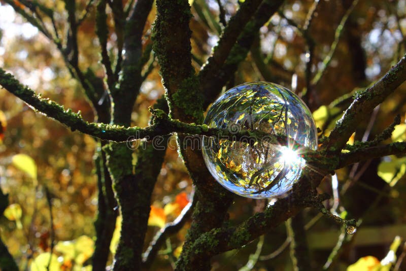 Crystal Ball in the Tree and Sunlight Stock Photo - Image of happy ...