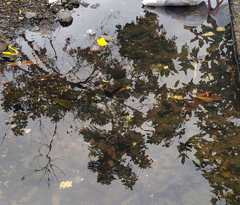 Crystal Clear until it Can Reflect the Light of the Tree Above it Stock ...