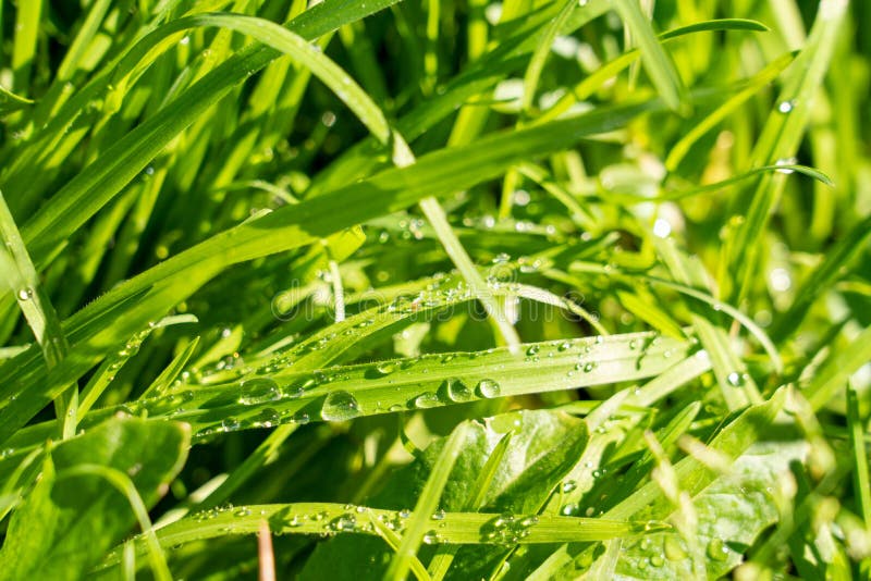 Crystal Clear Morning Dew on the Lawn, on the Leaves Stock Photo ...