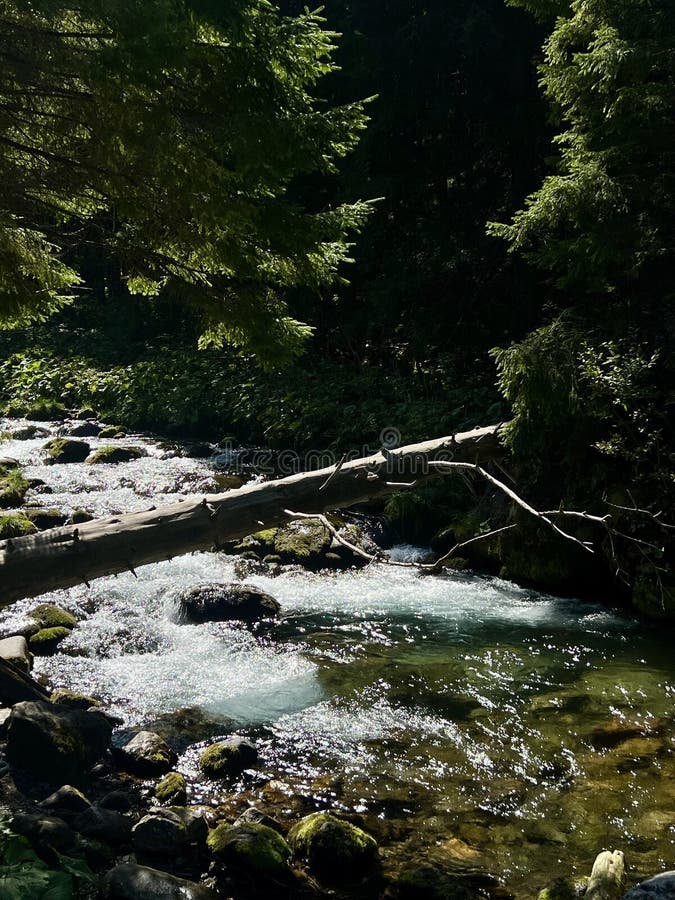 Mountain River. Hiking in Chocholowska Valley, Polish Tatra Mountains ...