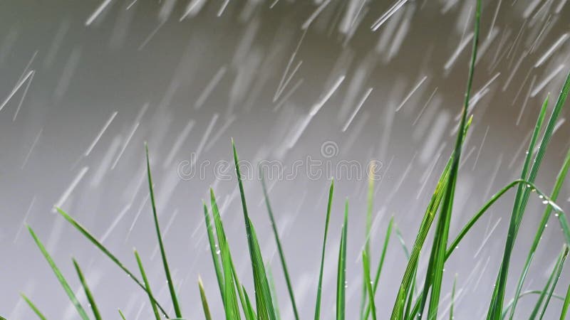 Crystal-clear Raindrops Splash on Grass, Captured in Mesmerizing 4K ...