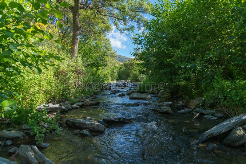 Crystal Clear River Surrounded by Vegetation Stock Photo - Image of ...