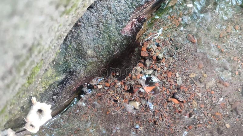 Crystal-clear Spring Water Flows Gently from Its Natural Sourcee Stock ...