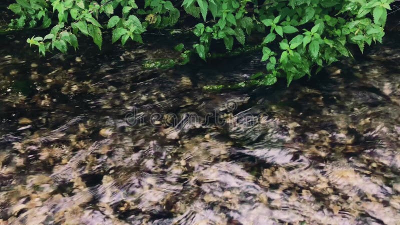 A Source of Clean and Fresh Water. Crystal Clear Spring Water. Greenery ...