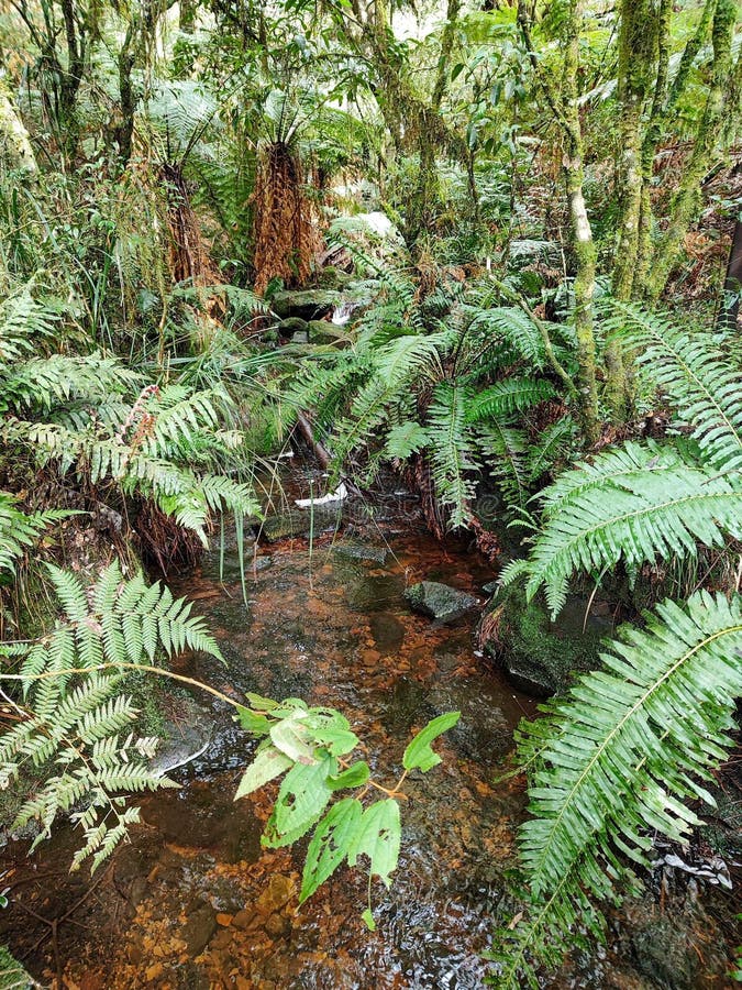 Crystal Clear Stream in the Rainforest Stock Photo - Image of leaves ...