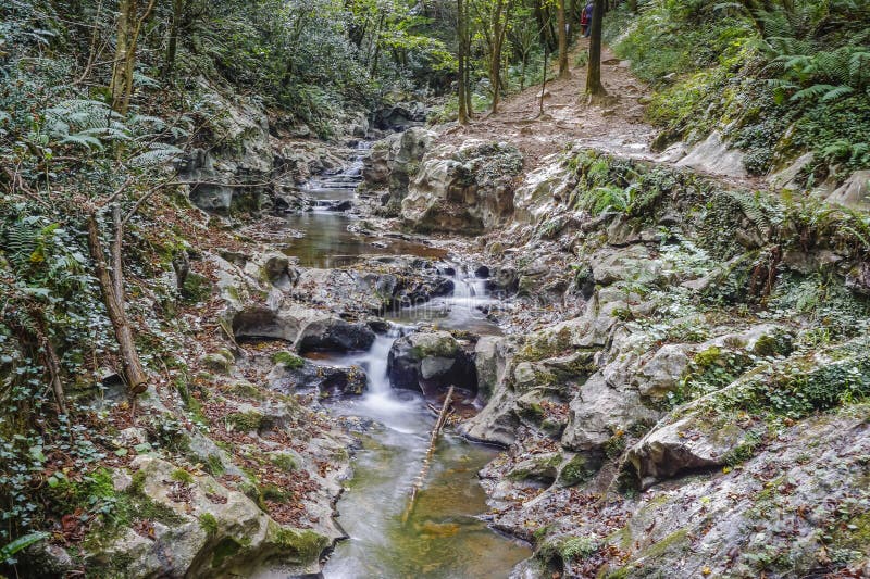 Crystal Clear Stream between Trees in a Lush Forest Stock Photo - Image ...