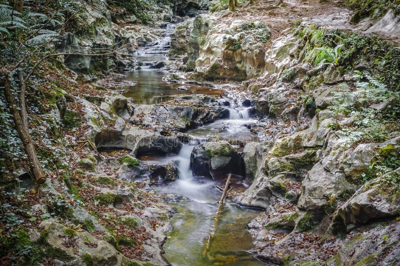 Crystal Clear Stream between Trees in a Lush Forest Stock Photo - Image ...