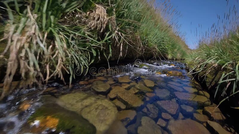 Crystal Clear Water Flows Gently Over Rocks in a Narrow Stream ...