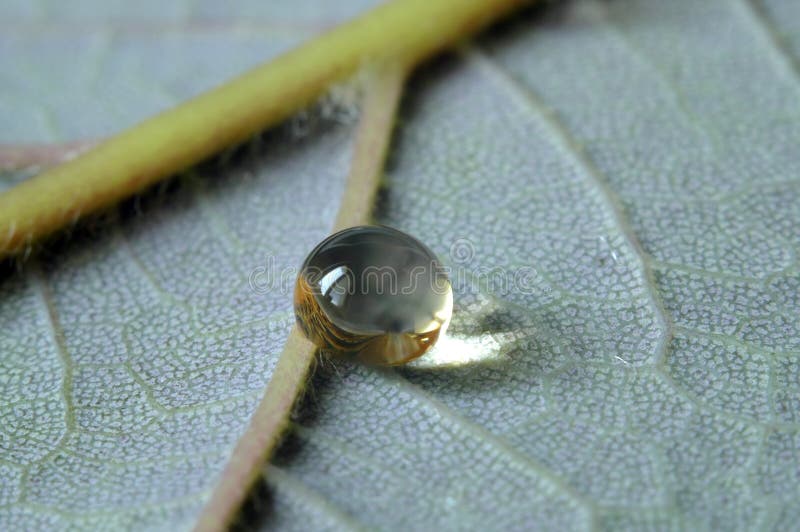Beautiful Reflex of Flower in Water Drop Stock Photo - Image of pink ...