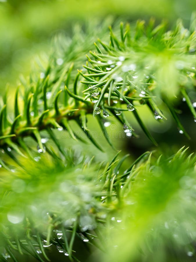 Crystal Drop on Araucaria stock image. Image of natures - 373894723