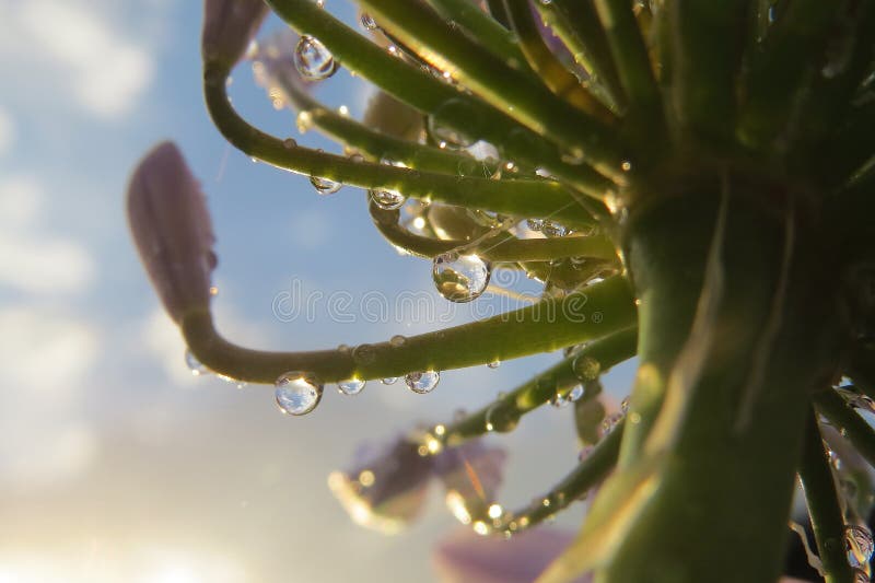 Crystal Droplets stock image. Image of droplets, macro - 51178125