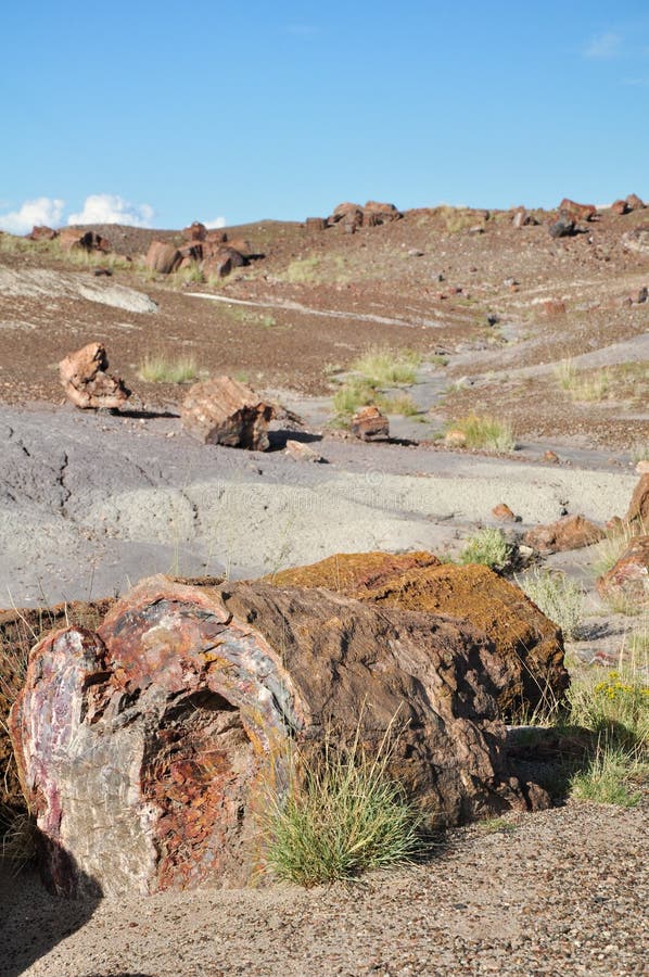 Crystal Forest fotografering för bildbyråer. Bild av aristocratically ...