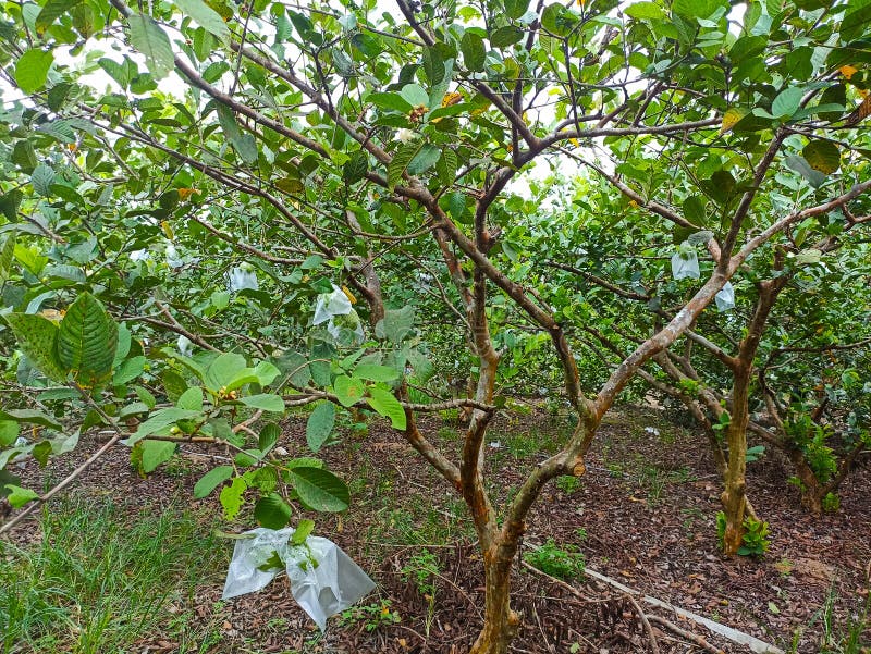 Crystal Guava Cultivation in Indonesia Stock Photo - Image of ...