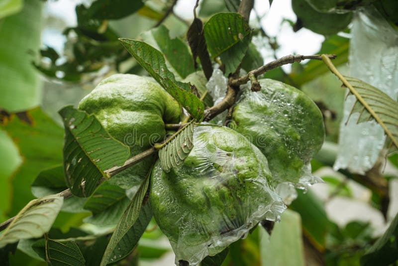 He Crystal Guava Fruit is Still Fresh on the Tree Covered with Plastic ...