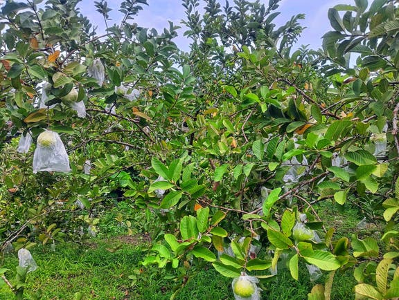 Crystal Guava and Red Guava Gardens Stock Image - Image of crystal ...