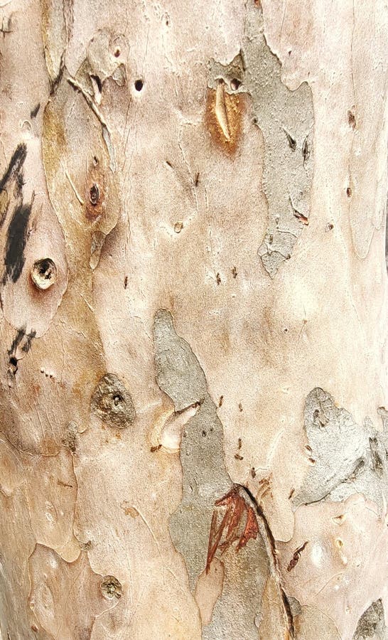 Tree veins stock photo. Image of human, veins, branches - 85630886