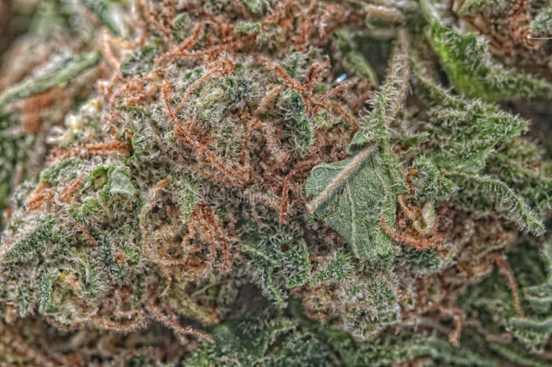 Crystal Haze stock image. Image of sticky, haze, horizontal - 52211905