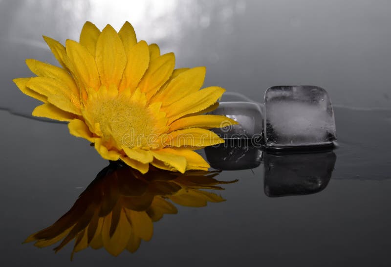Crystal Ice Cube Melt and Yellow Flower on Black Background Stock Photo ...