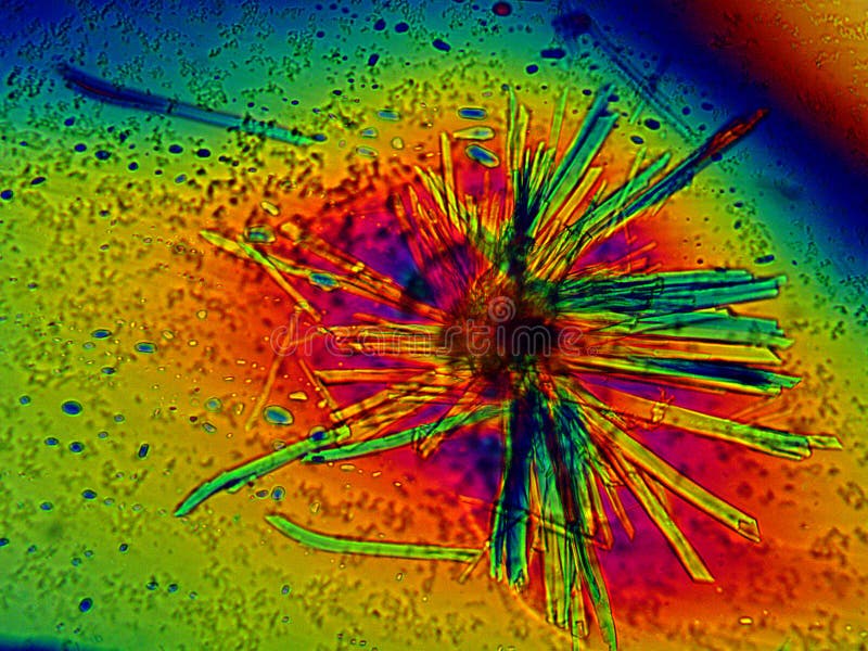 Crystal Layer on Microscope Object Glass, Seen in Polarized Light. this ...
